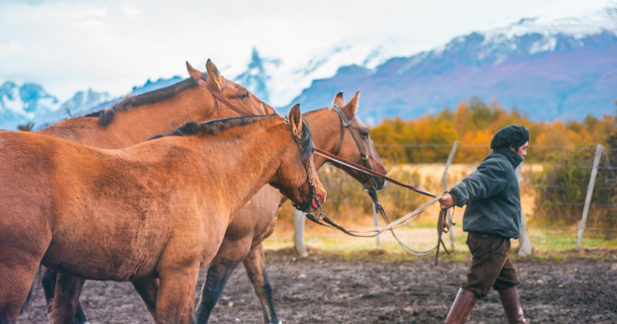 El Calafate: Nibepo Aike Ranch med ridning | GetYourGuide