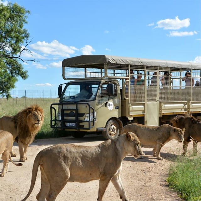 Aslan Safari Parkı ve Lesedi Kültür Köyü Deneyimi | GetYourGuide