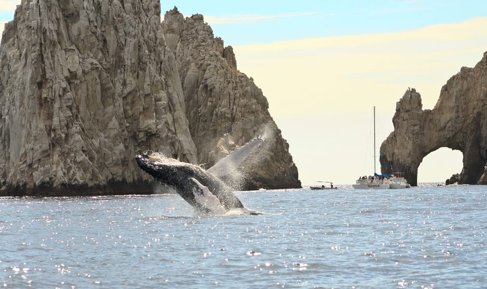 Los Cabos: Whale Watching (Transport and Pictures Included) | GetYourGuide