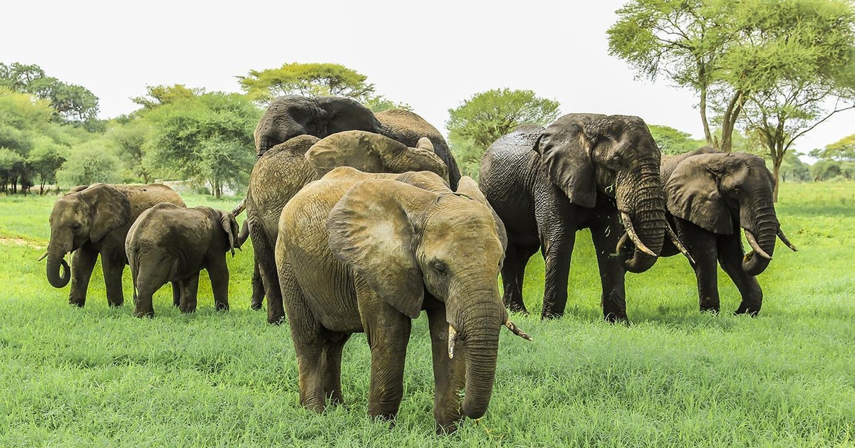 2 Days - Lake Manyara and Tarangire Safari on 4x4 Jeep | GetYourGuide