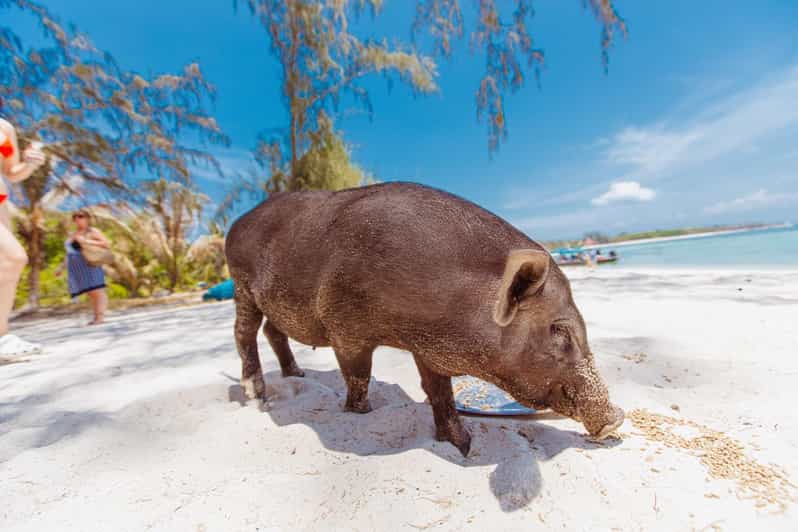 Koh Samui: Pig Island Private Longtail Boat Tour | GetYourGuide