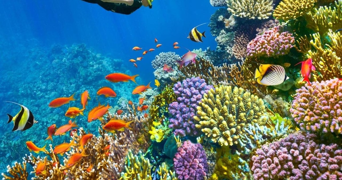 Sharm El Sheikh: Red Sea Diving or snorkelling Experience | GetYourGuide