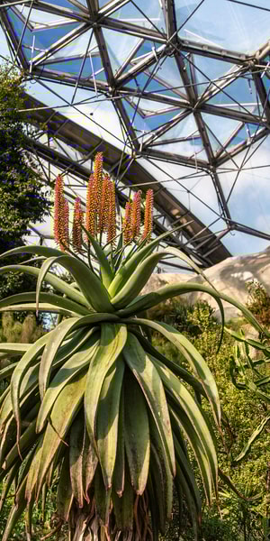 Cornwall: Eden Project Admission Ticket | GetYourGuide