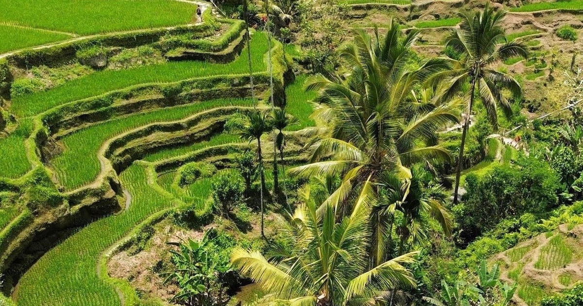 Ubud: Bali Swing, Temple, Rice Terrace, Waterfall Guide Tour | GetYourGuide