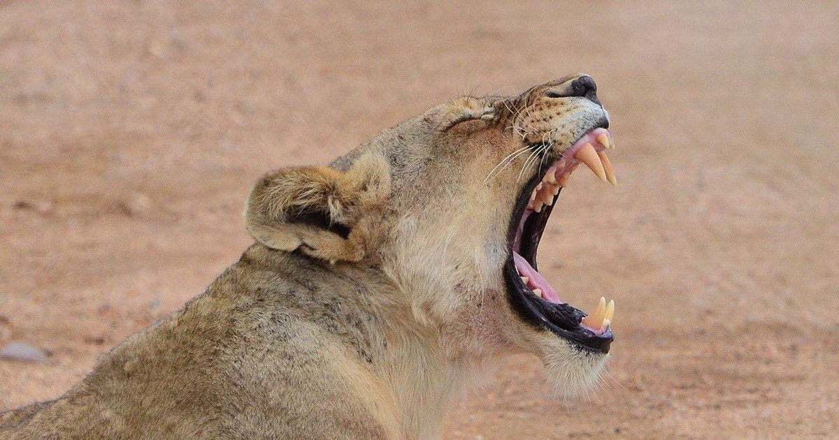 Ceļojums no Keiptaunas uz 1 nakti no Keiptaunas ar "viss iekļauts ...