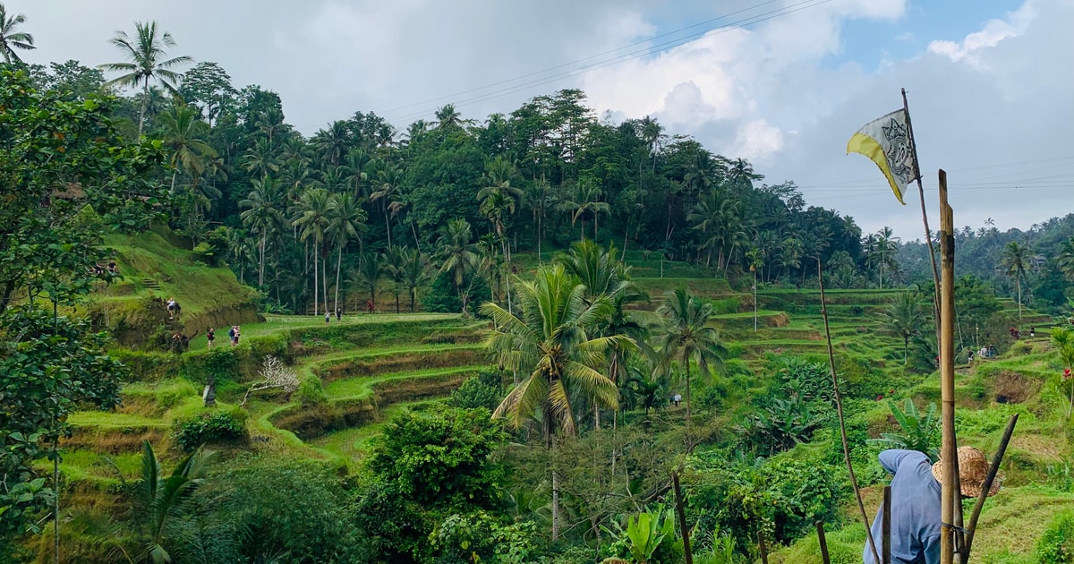 Ubud: Monkey forest, Rice Terrace, Water Temple & Waterfall | GetYourGuide