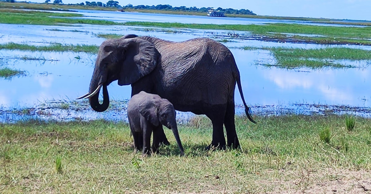 Chobe National Park Full-Day Experience Inc Airport PickUp | GetYourGuide