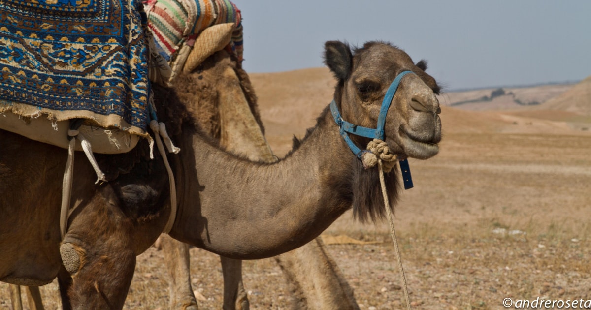 Trois vallées, montagne de l'Atlas, chutes d'eau et désert d'Agafay ...
