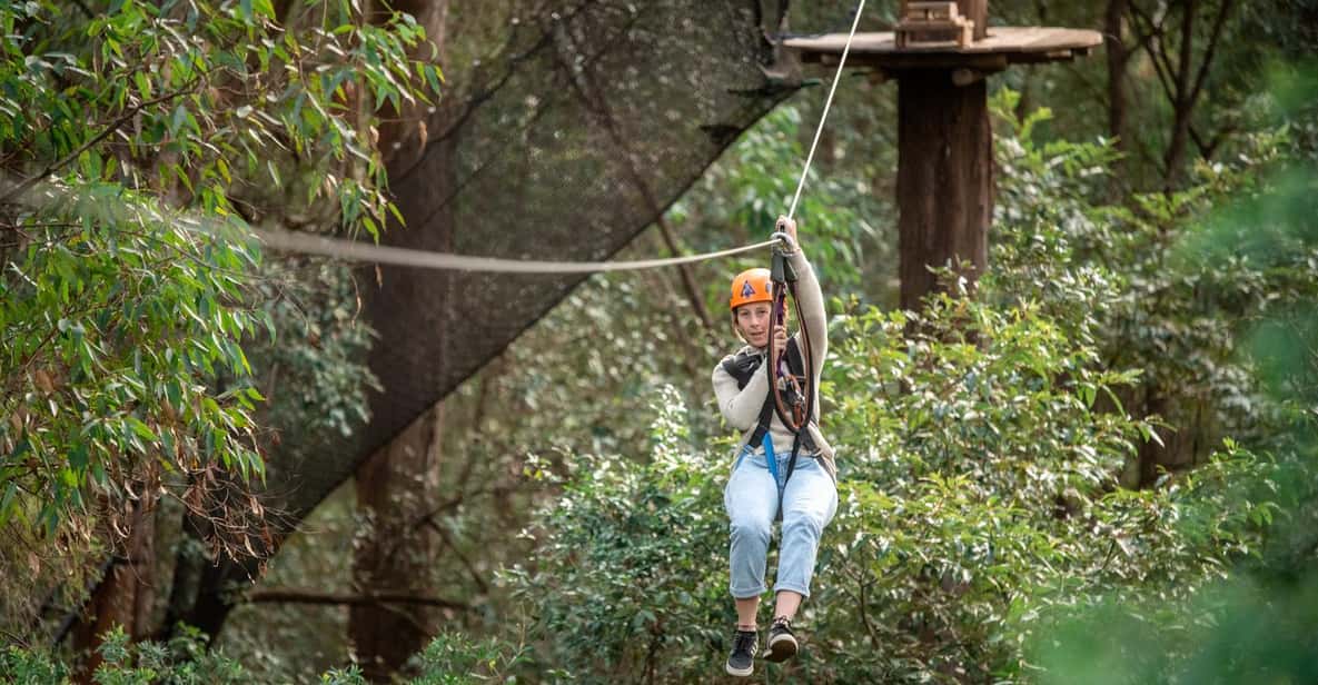 Ourimbah: Central Coast Treetops Adventure Tree Ropes Course | GetYourGuide