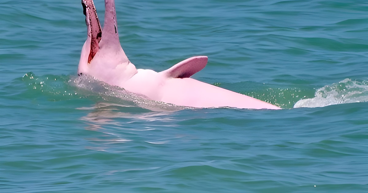 From Koh Samui: Pink Dolphin Boat Tour to Khanom with Lunch | GetYourGuide