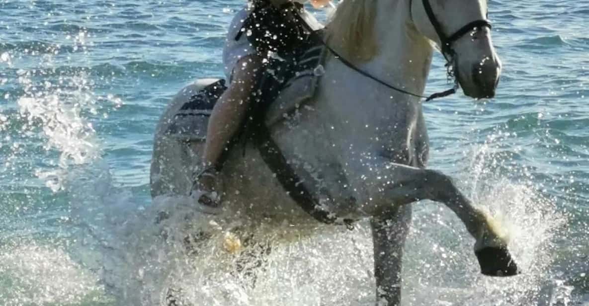 Zakynthos: Horseback Riding Tour | GetYourGuide