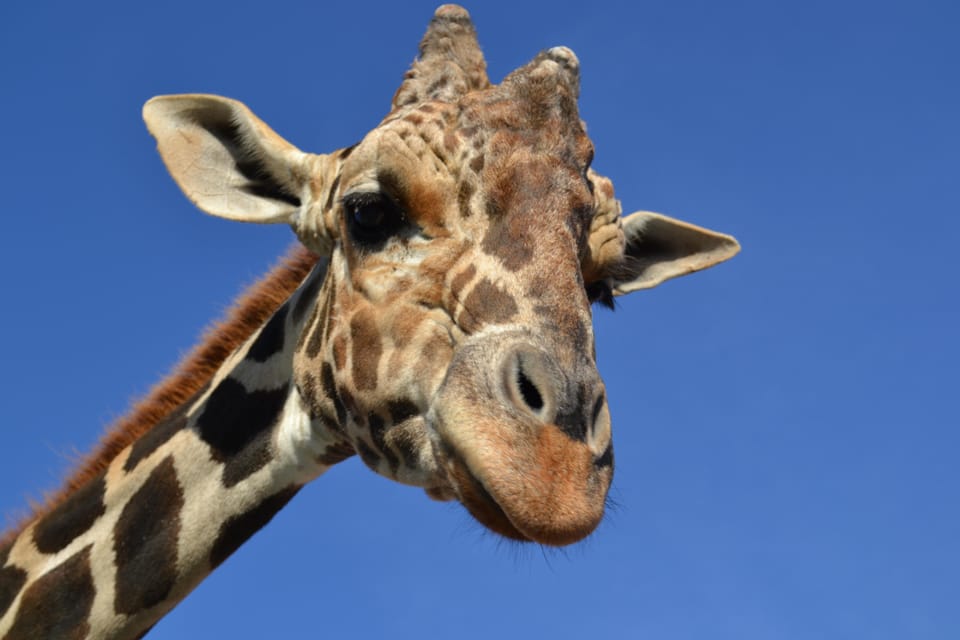 Monterrey: Zoological Adventure at Xenpal | GetYourGuide