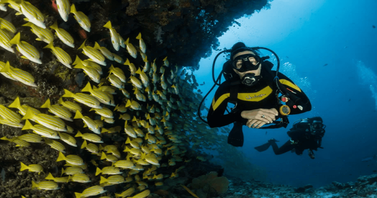 Jeddah Explore Dive: in the Majestic Red Sea | GetYourGuide