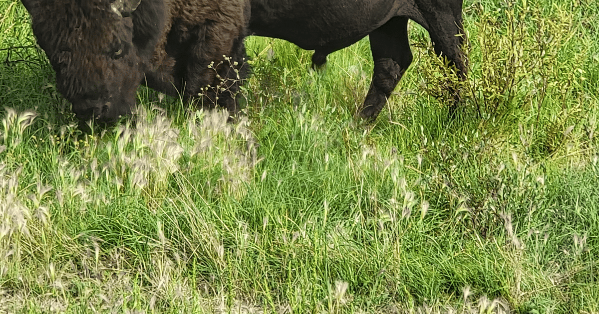 Yellowknife: Bison Highway Road Tour | GetYourGuide