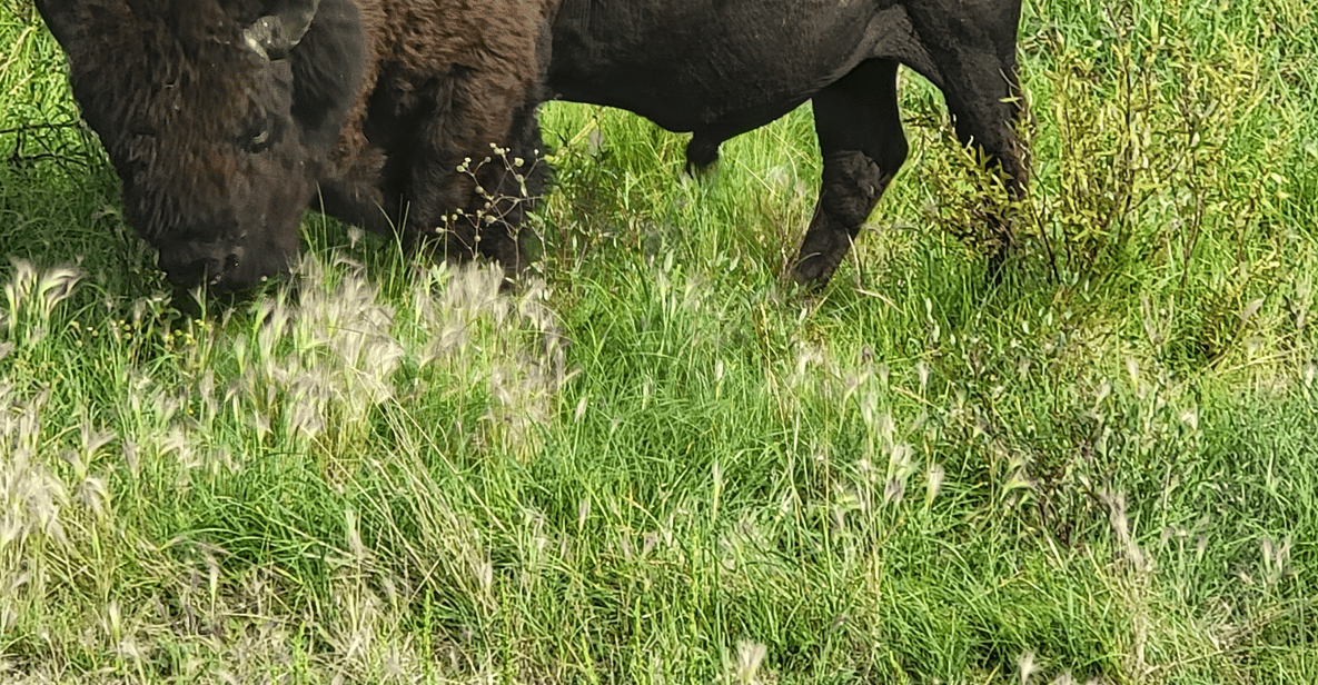 Yellowknife: Bison Highway Road Tour | GetYourGuide
