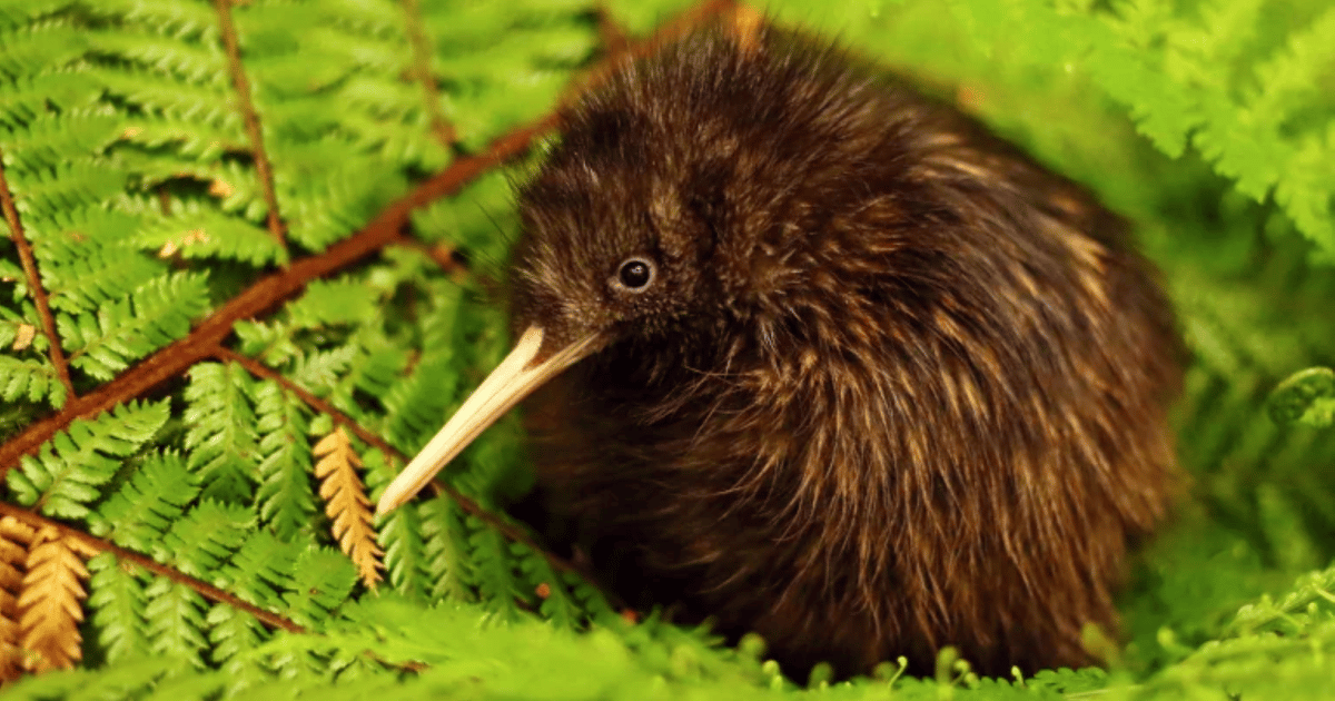 Kiwi Bird, Heritage Museum & Waterfall Tour - Popular Tour | GetYourGuide