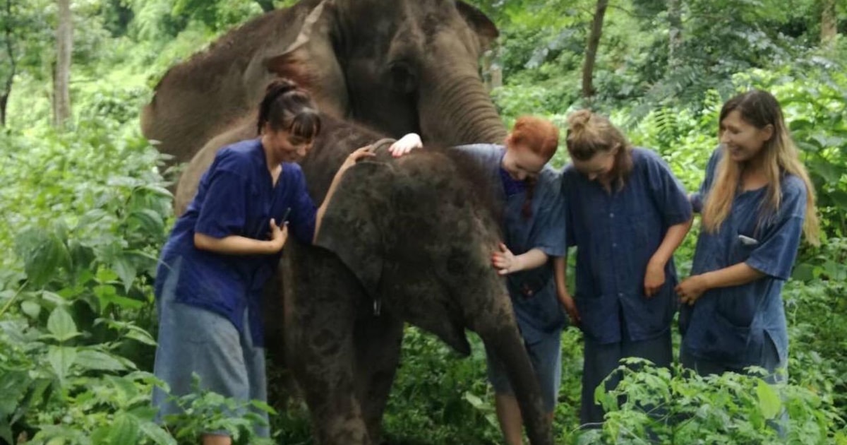 Half Day Elephant Care | GetYourGuide