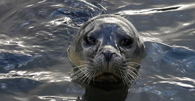 Palomino Islands speedboat excursion & Swim with sea lions | GetYourGuide