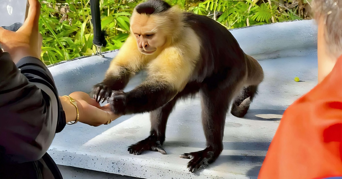 Alimenta a los monos salvajes del Canal de Panamá en Monkey Island ...