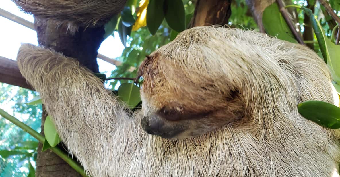 Roatan Excursion: Monkey's and Sloth Snorkel Adventure | GetYourGuide
