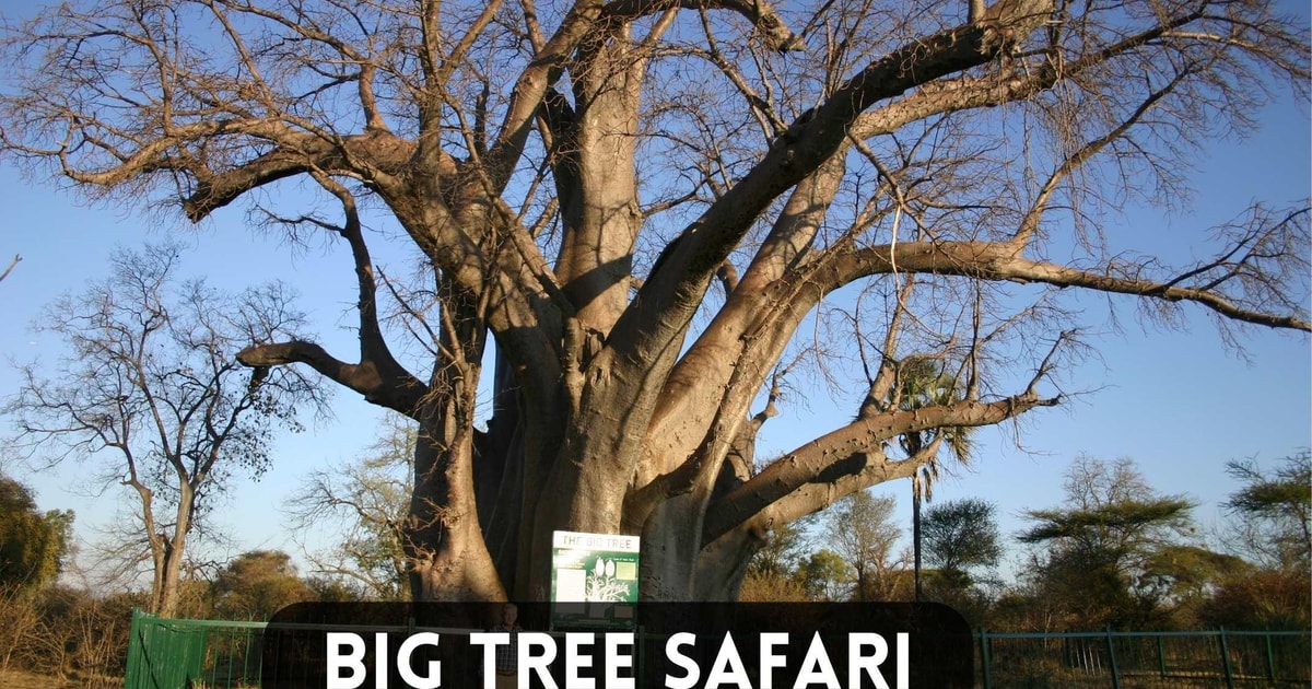 Victoria Falls: Safari 4x4 în Parcul Național Big Tree | GetYourGuide
