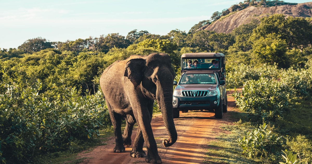Park Narodowy Yala: Safari z lampartami - pół/całodniowe safari ...