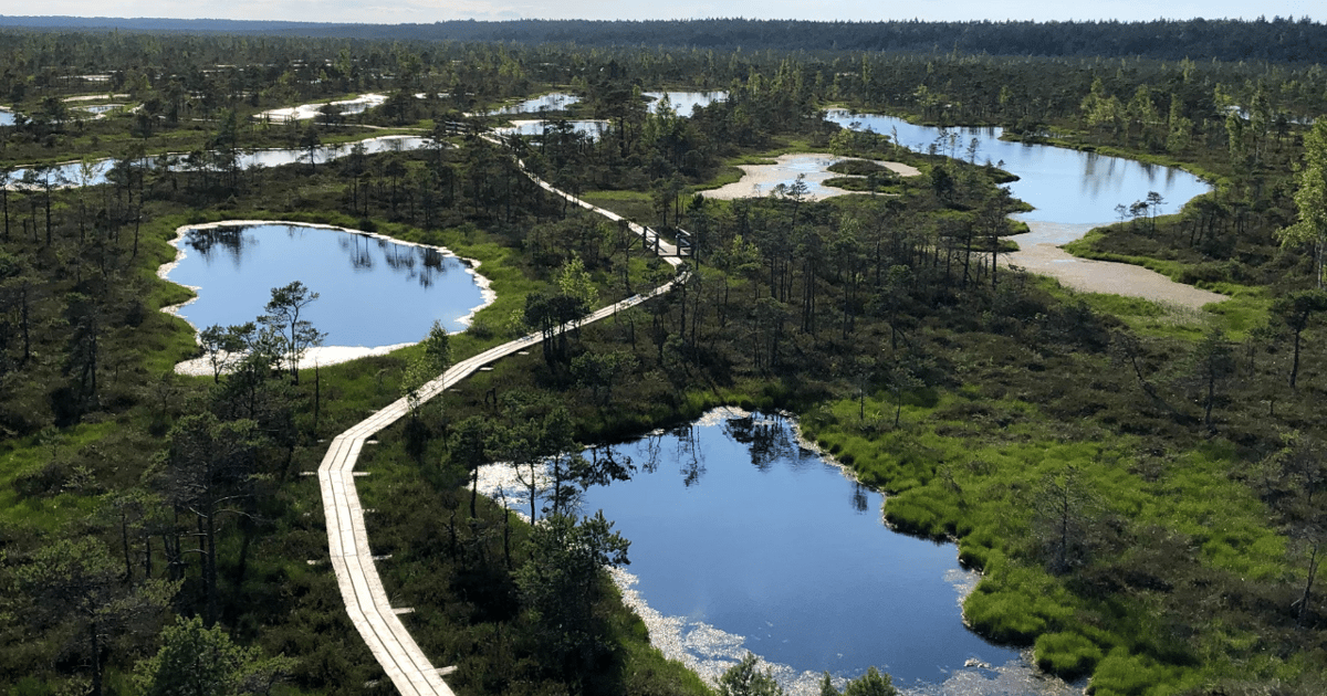 Riga: Jūrmala & Ķemeri National Park Tour with Picnic | GetYourGuide