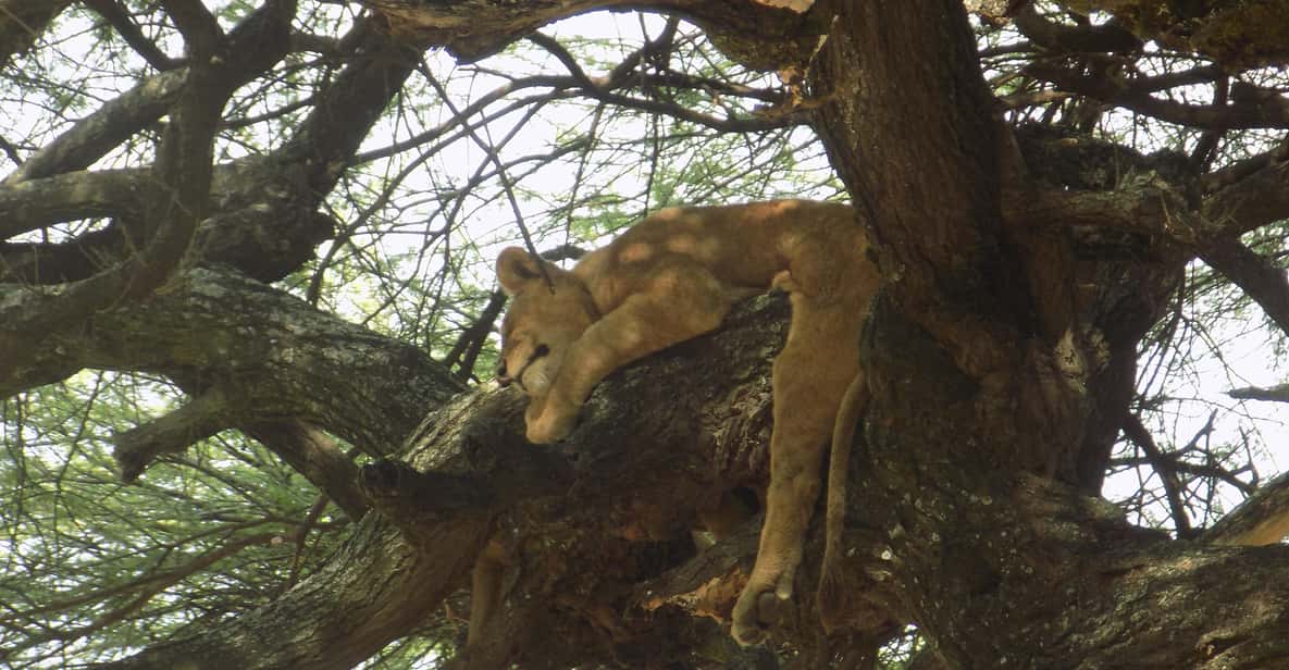 Arusza: całodniowe safari w Parku Narodowym Lake Manyara | GetYourGuide