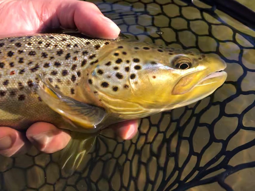 Fly Fish Utah Blue Ribbon Trout Waters | GetYourGuide