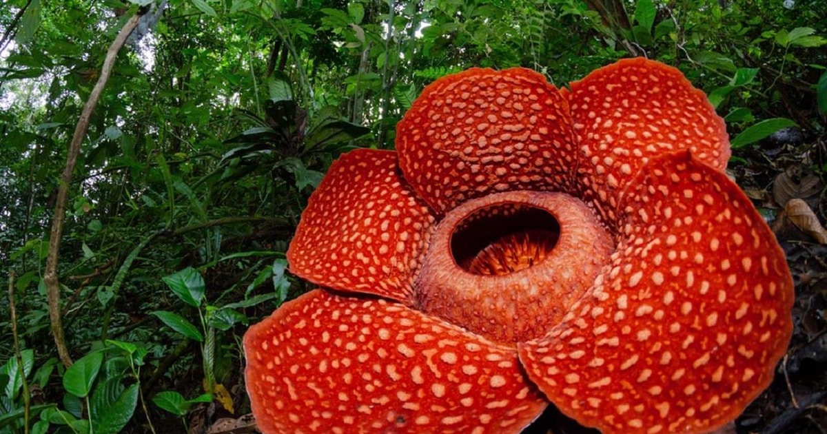 Sumatra Zachodnia: Raflezja Największy kwiat na świecie Wycieczka ...