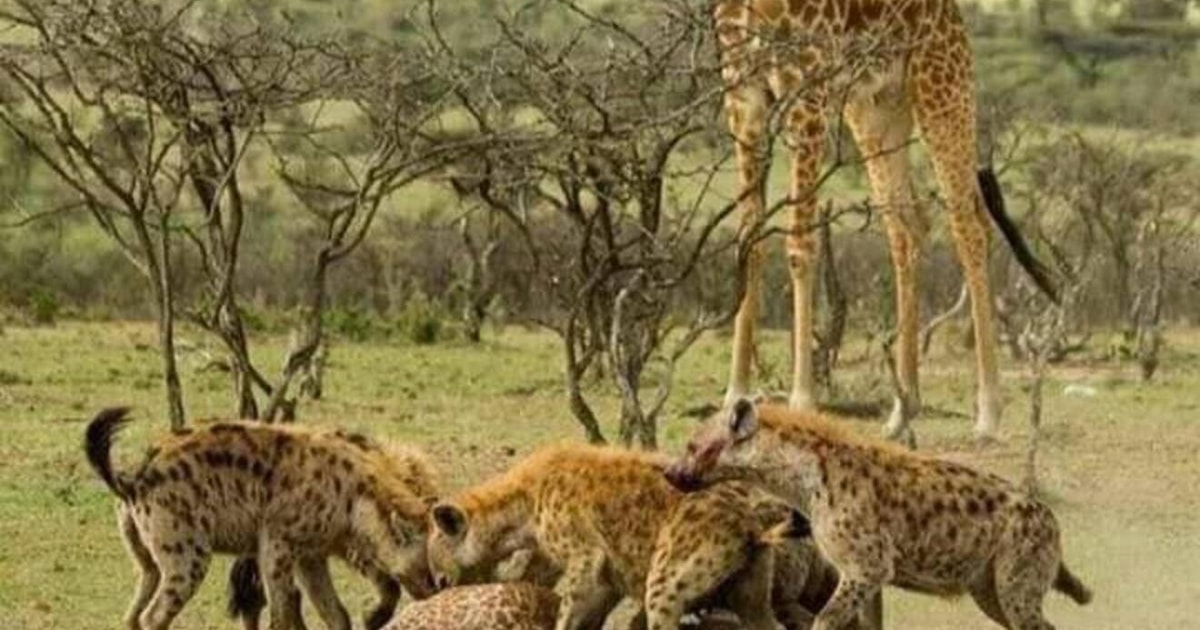Excursión de un día al Parque Nacional de Arusha con almuerzo ...