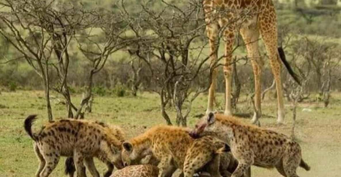 Arusha National Park Day Trip with Lunch | GetYourGuide