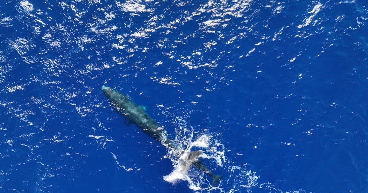 Dominica: Island Style Whale Watching | GetYourGuide