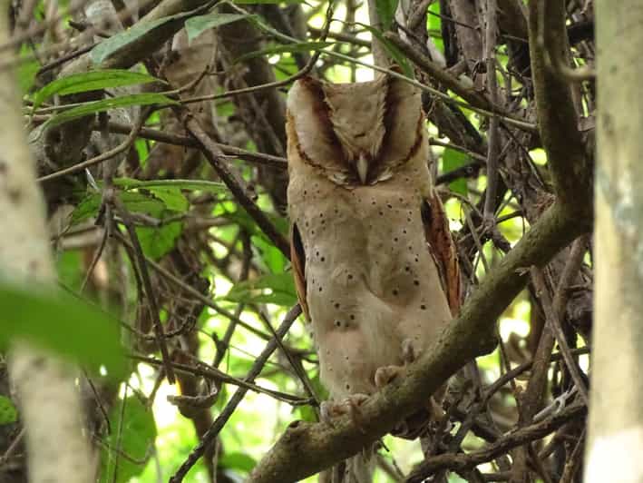 Vogels kijken en vogelfotografie in Thattekkad | GetYourGuide