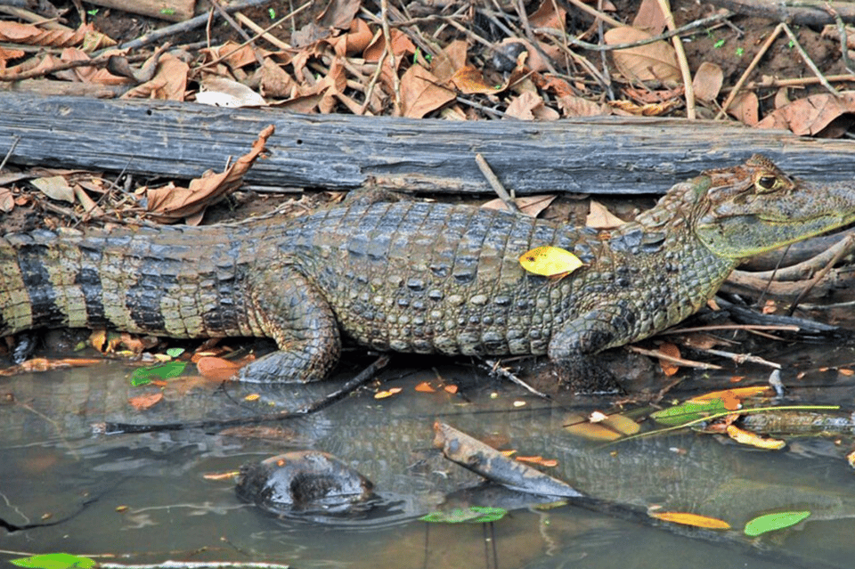 Manu Jungle Tour 5 Days | GetYourGuide