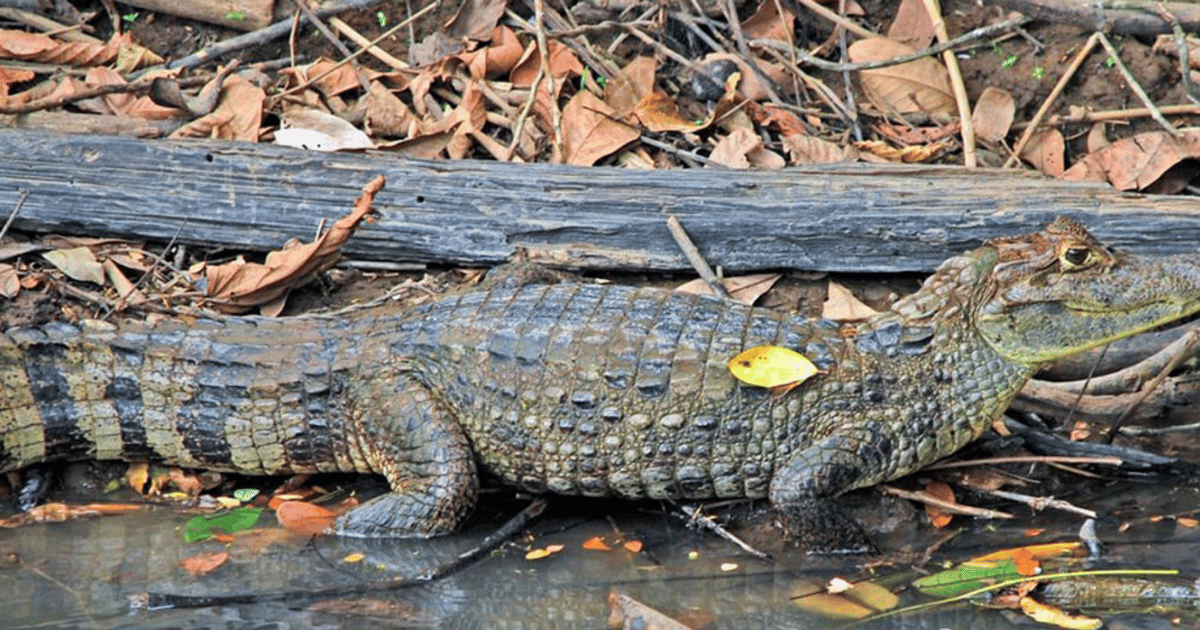 Manu Jungle Tour 5 Days | GetYourGuide