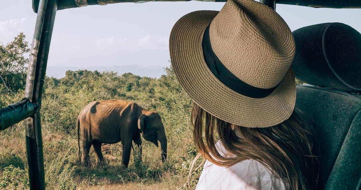 Excursión de safari de Colombo/Bentota/Kandy al Parque Nacional de ...