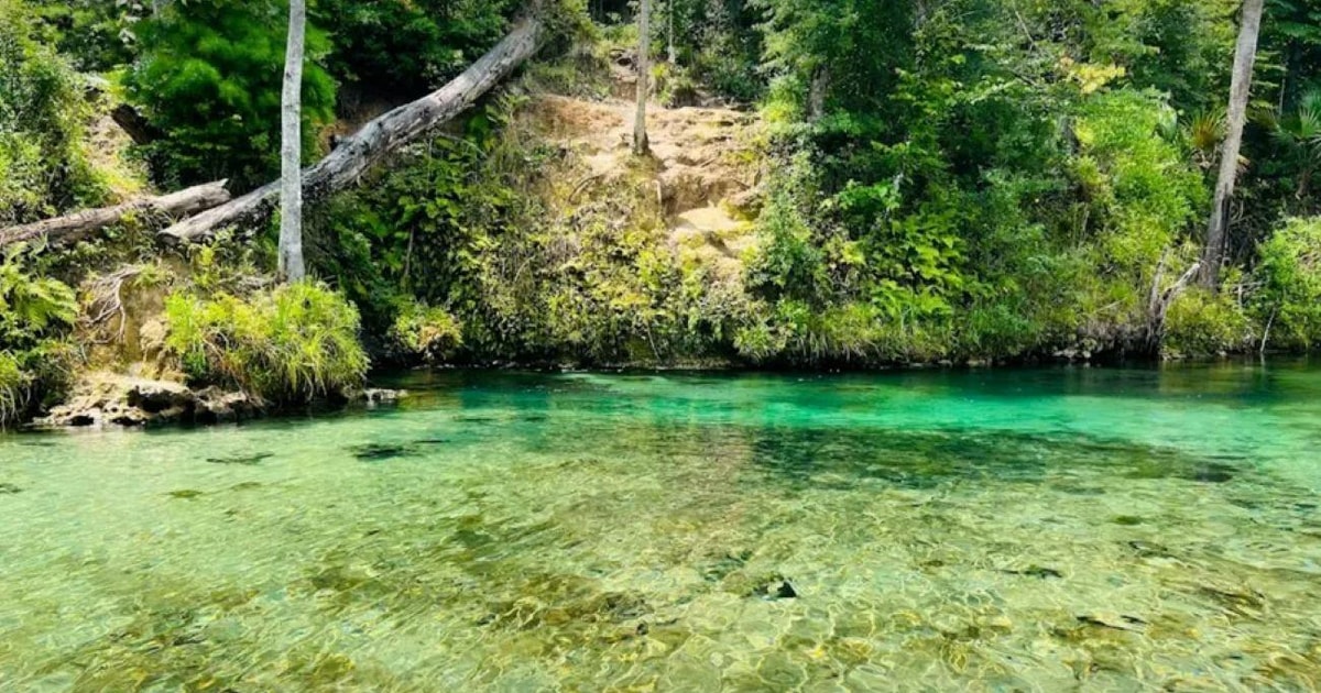 Youngstown, FL: Canoe & Kayak Rental on Econfina Creek | GetYourGuide