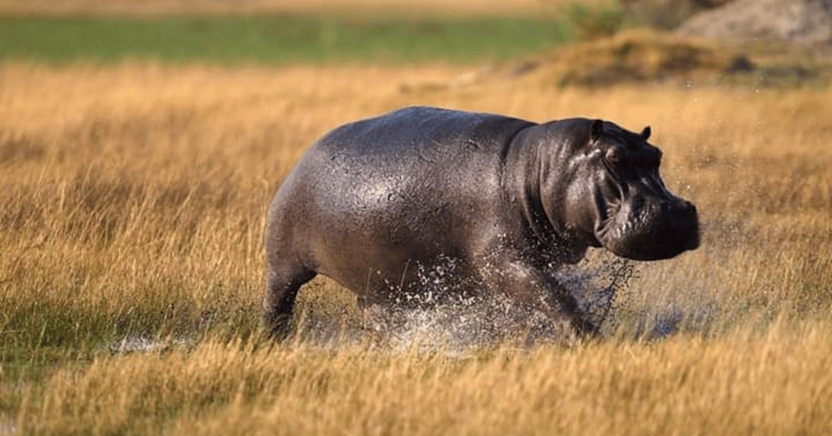 Best Day tour to Ngorongoro Crater-ISMANI TOURS AND SAFARIS | GetYourGuide