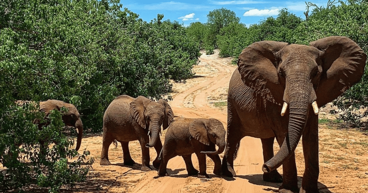 3-daagse authentieke Chobe-safari – Big Five en luxe verblijf ...