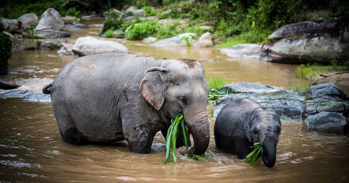 Chiang Mai Elephant Recovery Center, Doi Inthanon and Hiking | GetYourGuide