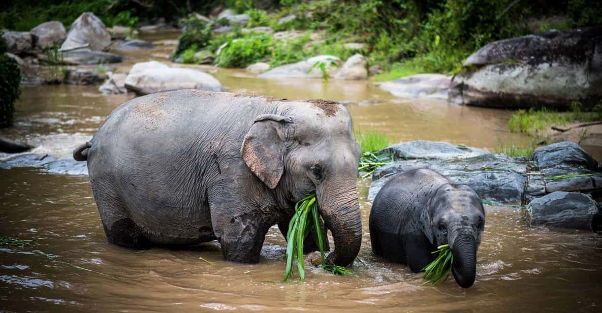 Chiang Mai Elephant Recovery Center, Doi Inthanon and Hiking | GetYourGuide