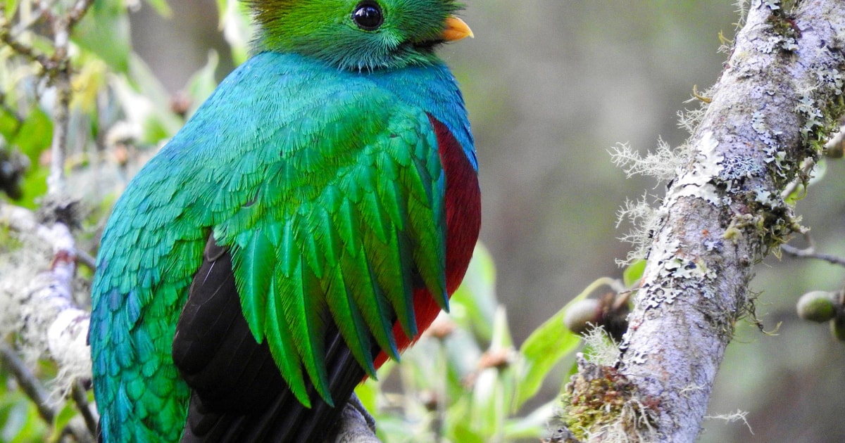 Quetzal: Vogels kijken in Costa Rica - Los Quetzales | GetYourGuide
