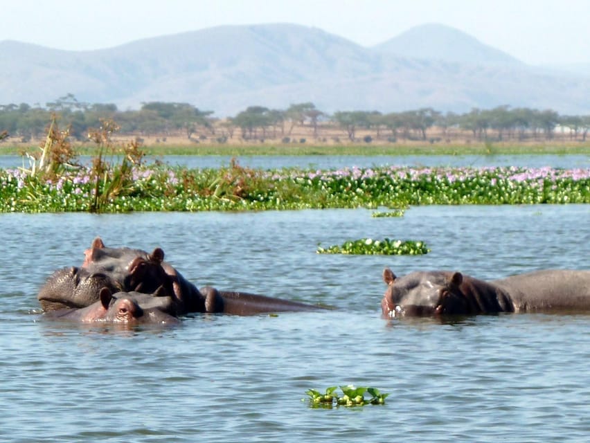 Excursión de un día al Parque Nacional del Lago Nakuru | GetYourGuide