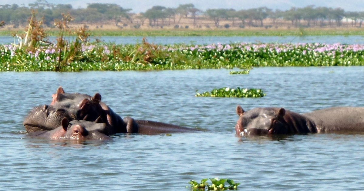 Excursion d'une journée dans le parc national du lac Nakuru | GetYourGuide