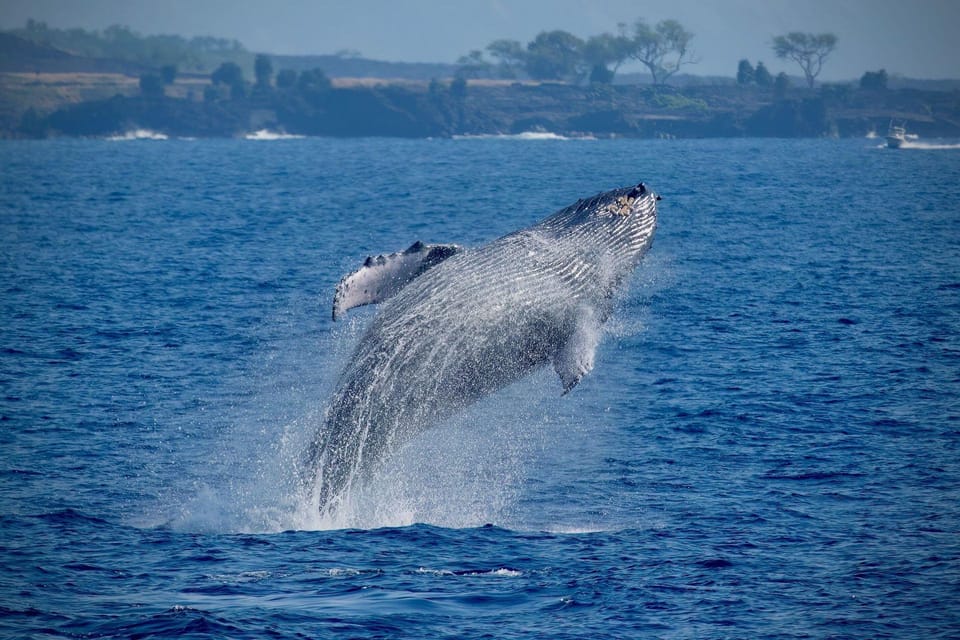 Isla Grande: Avistamiento de Ballenas en la Super Balsa de Kona ...