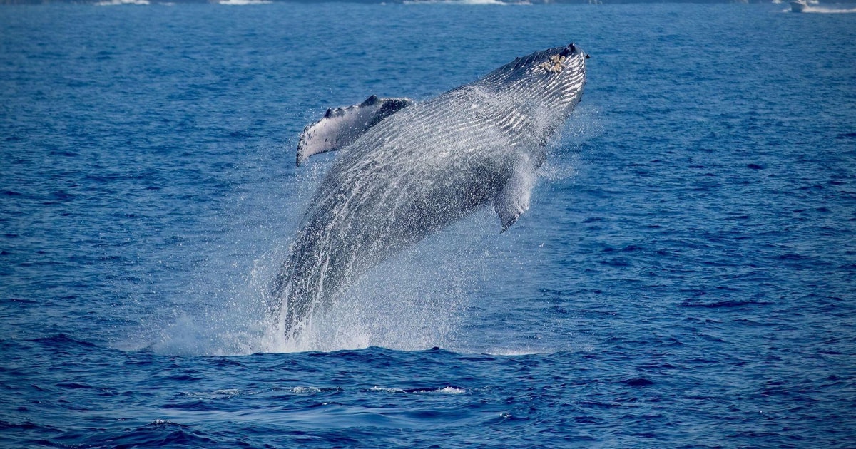Big Island: Kona Super Raft Whale Watch | GetYourGuide