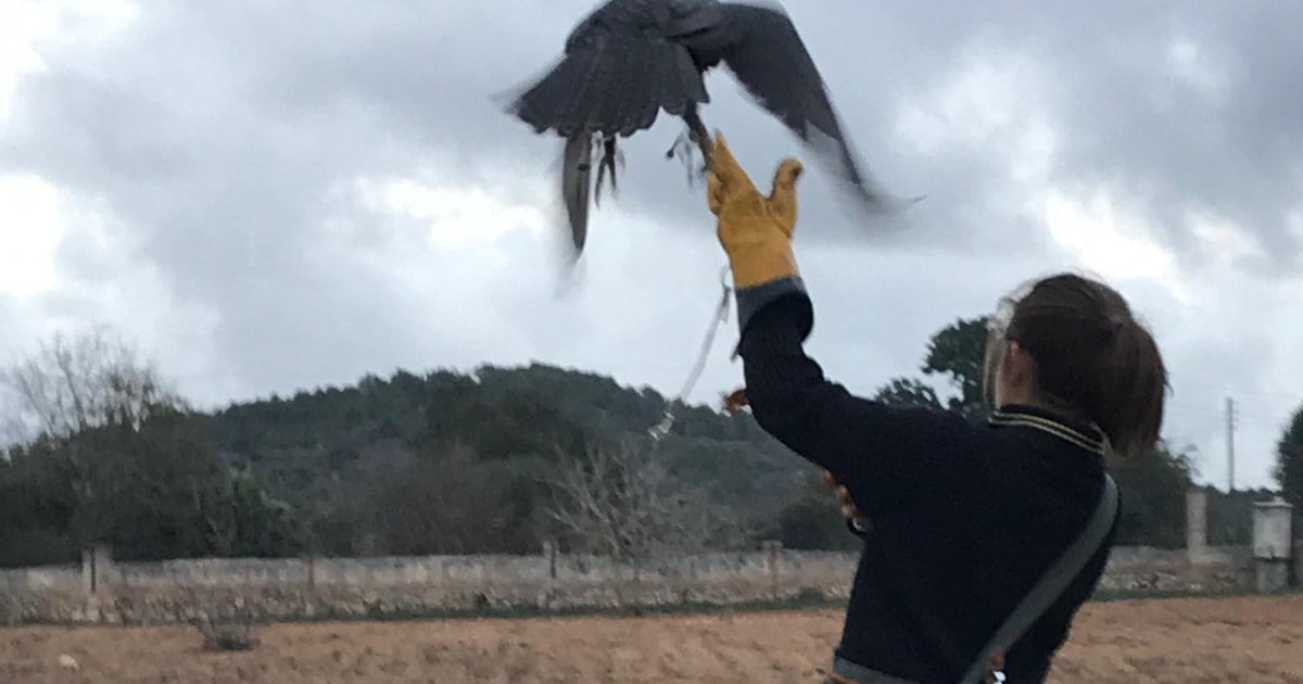 Felanitx, Mallorca: Experience with falcons with aperitif | GetYourGuide