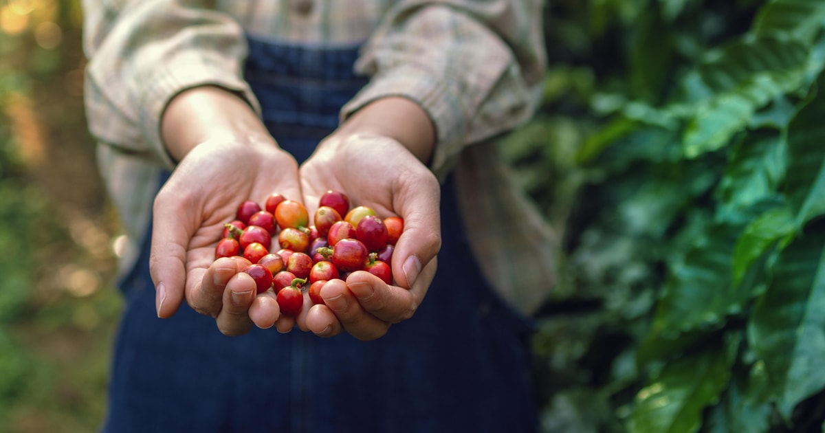 Rwanda: Coffee Experience from Bean to Brew | GetYourGuide