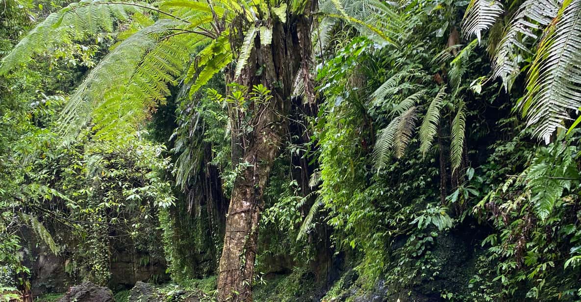 Canggu: Teres Padi, Hutan Monyet, Tokong, & Air Terjun | GetYourGuide